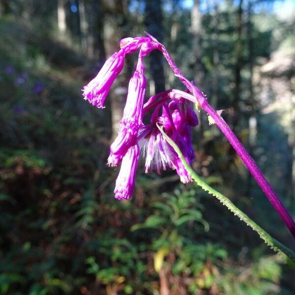 Senecio Roseus Plant Care & How to Grow, Water