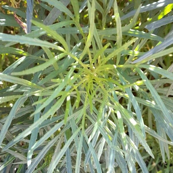 Senecio Rudbeckiifolius Care Guide: Water, Soil & Propagation - Plantiary
