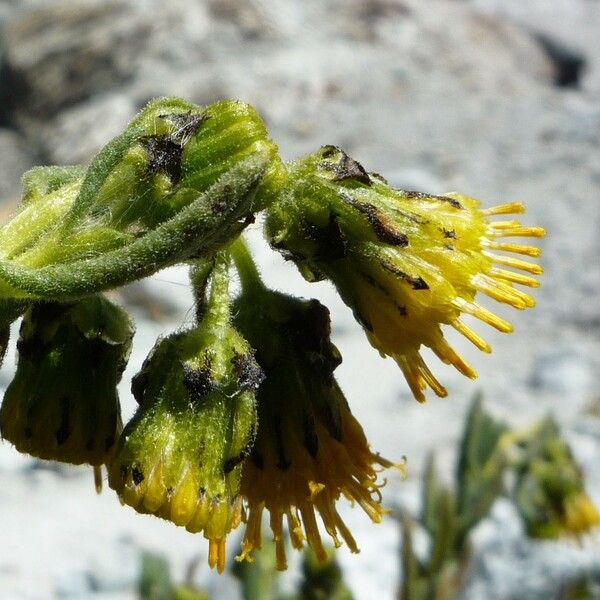 Senecio Rufescens Care Guide: Water, Soil & Propagation - Plantiary
