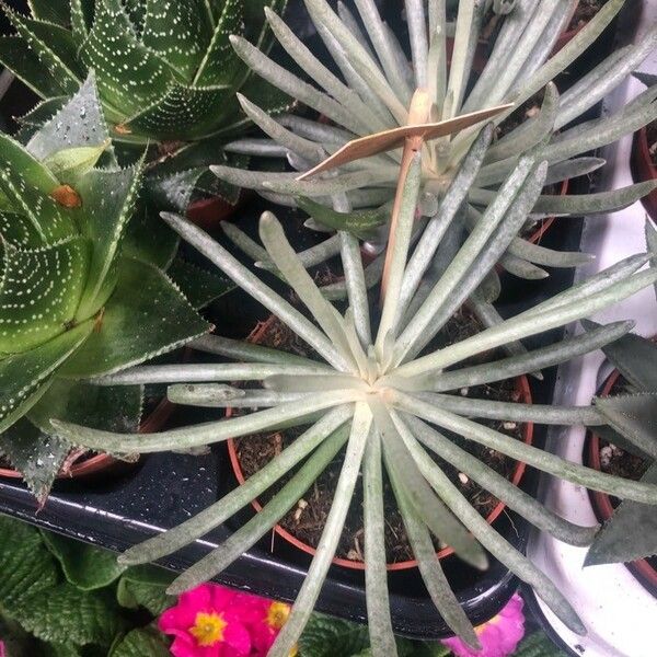 Woolly Senecio (Senecio Scaposus) Plant Care & How to Grow, Water