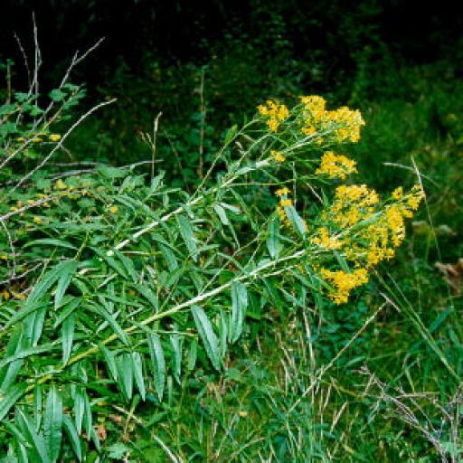 Tall Ragwort (Senecio Serra) Plant Care & How to Grow, Water