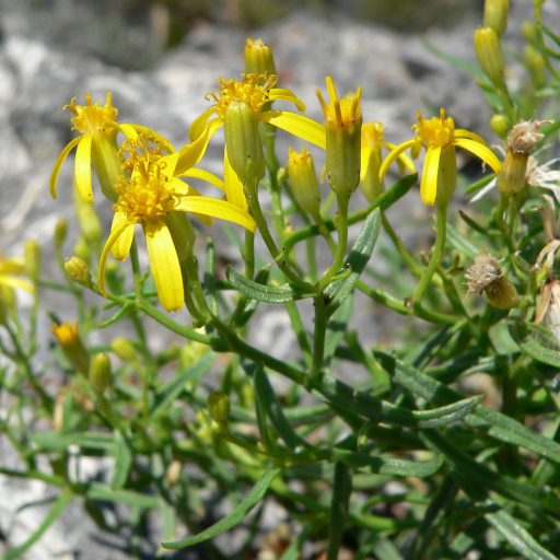 Broom Groundsel (Senecio Spartioides) Plant Care & How to Grow, Water