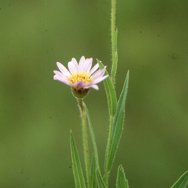 Beauty Ragwort (Senecio Speciosus) Plant Care & How to Grow, Water