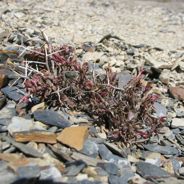 Senecio Spinosus Plant Care & How to Grow, Water