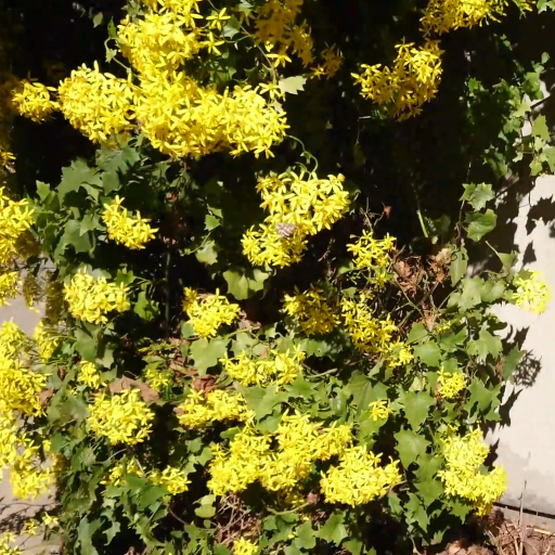 Canary Creeper (Senecio Tamoides) Plant Care & How to Grow, Water