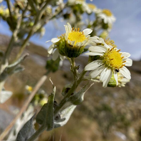 Senecio Tergolanatus Care Guide: Water, Soil & Propagation - Plantiary
