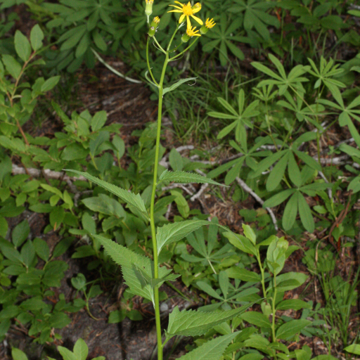 Arrowleaf Butterweed (Senecio Triangularis) Plant Care & How to Grow, Water