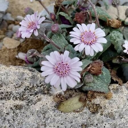 Senecio Varicosus Plant Care & How to Grow, Water