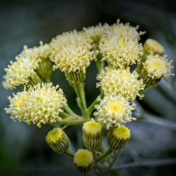 Dusty-Miller (Senecio Vira-vira) Care Guide: Water, Soil & Propagation ...