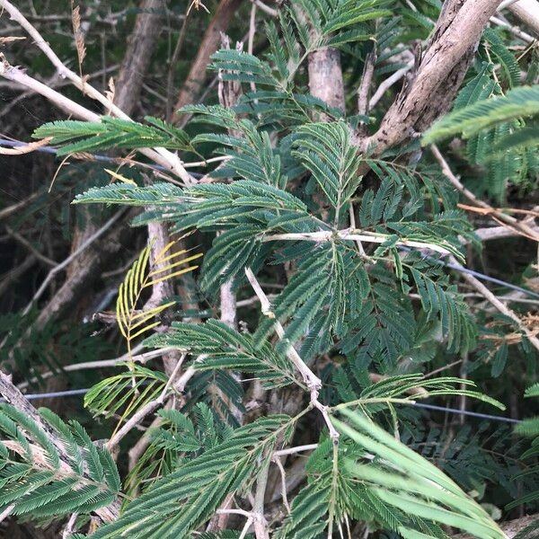 Senegalia Amazonica Plant Care & How to Grow, Water