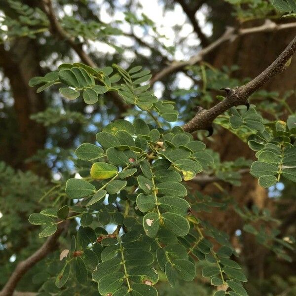 Black Monkeythorn (Senegalia Burkei) Plant Care & How to Grow, Water