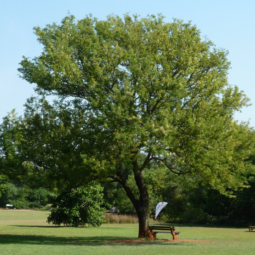 Hook-Thorn (Senegalia Caffra) Plant Care & How to Grow, Water