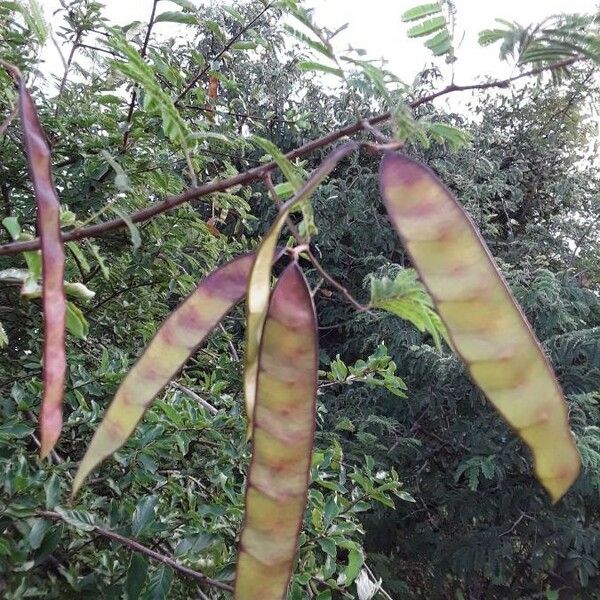 Senegalia Erythrocalyx Plant Care & How to Grow, Water