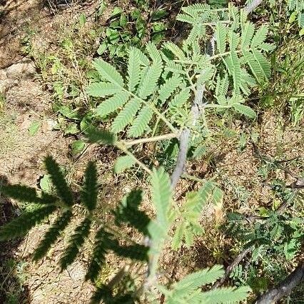 Purplepod Acacia (Senegalia Goetzei) Plant Care & How to Grow, Water