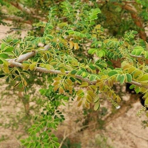 Senegalia Gourmaensis Plant Care & How to Grow, Water