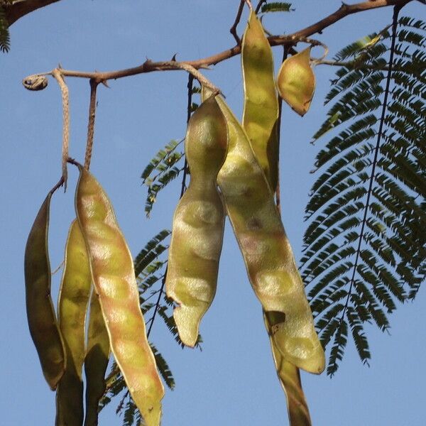 Senegalia Macrostachya Plant Care & How to Grow, Water