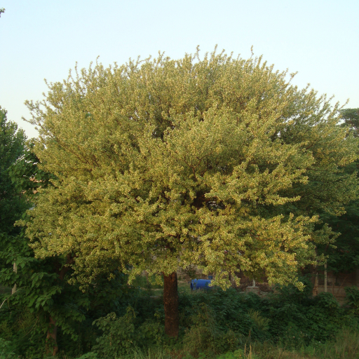 Amritsar-Gum (Senegalia Modesta) Plant Care & How to Grow, Water