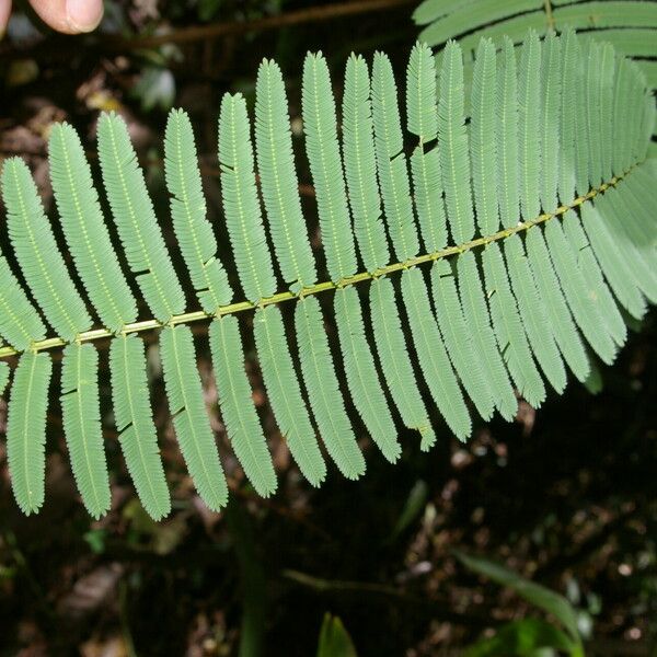 Senegalia Multipinnata Plant Care & How to Grow, Water