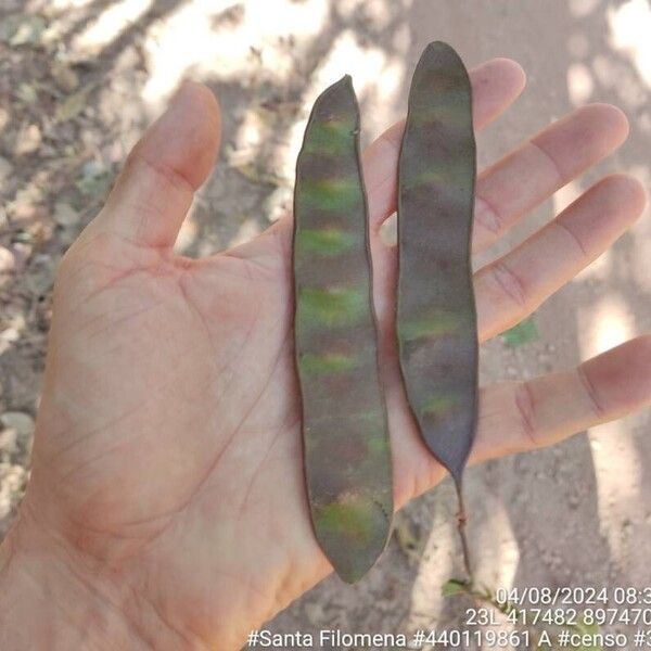 White-Tamarind (Senegalia Polyphylla) Plant Care & How to Grow, Water