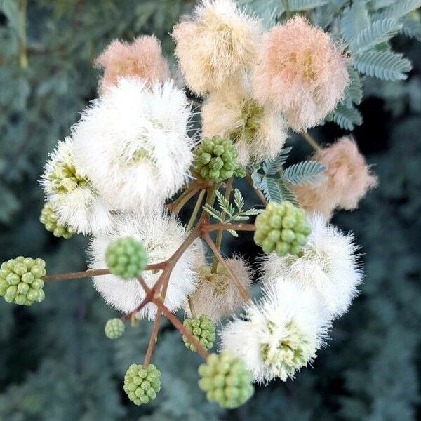 Senegalia Praecox Plant Care & How to Grow, Water