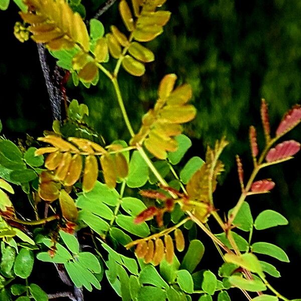 Roundflower Catclaw (Senegalia Roemeriana) Plant Care & How to Grow, Water