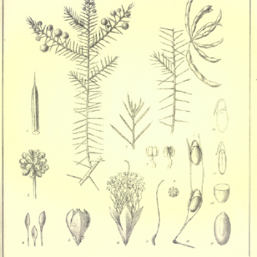 Senegalia Tenuifolia Plant Care & How to Grow, Water