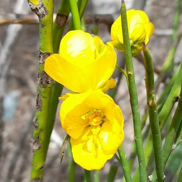 Senna Aphylla Care Guide: Water, Soil & Propagation - Plantiary