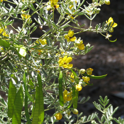 Silver Senna (Senna Artemisioides) Care Guide: Water, Soil ...
