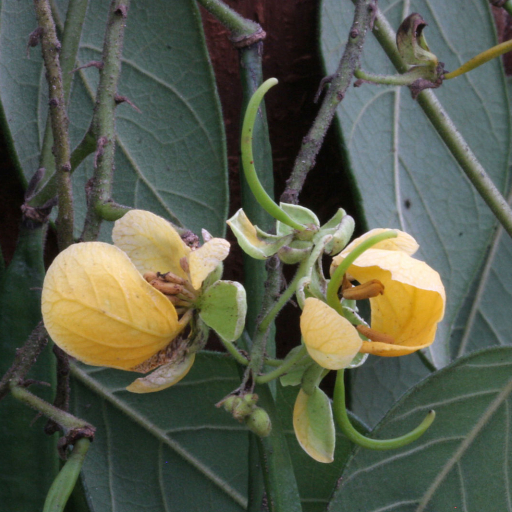 Flor De San Jose (Senna Atomaria) Plant Care & How to Grow, Water