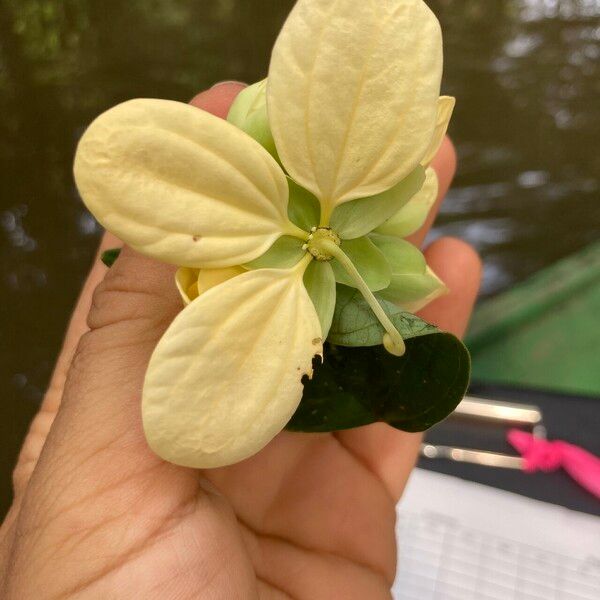 Whitebark Senna (Senna Bacillaris) Plant Care & How to Grow, Water