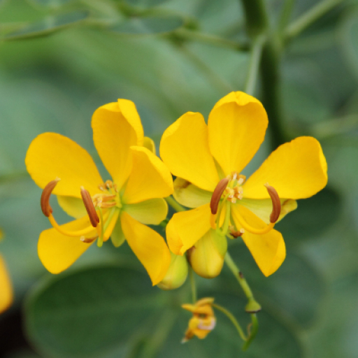 Rambling Cassia (Senna Bicapsularis) Plant Care & How to Grow, Water