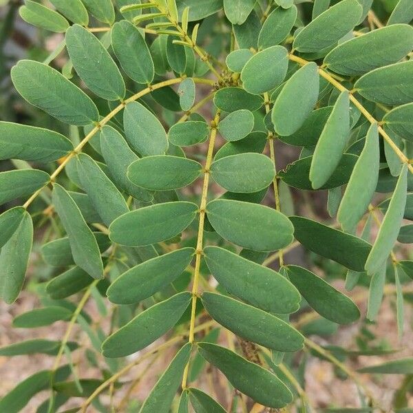 Golden Cassia (Senna Candolleana) Plant Care & How to Grow, Water