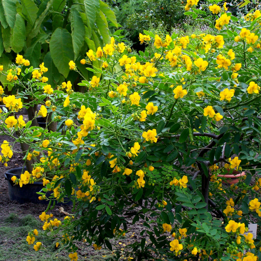 Argentine Senna (Senna Corymbosa) Plant Care & How to Grow, Water