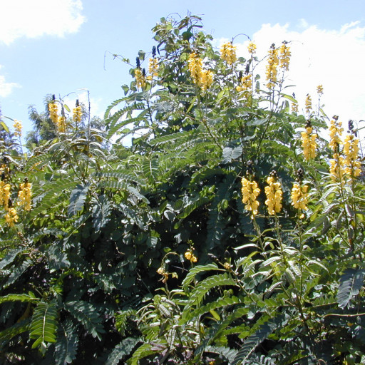 African Senna (Senna Didymobotrya) Plant Care & How to Grow, Water
