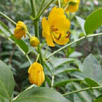 Autumn Cassia (Senna Floribunda) Plant Care & How to Grow, Water