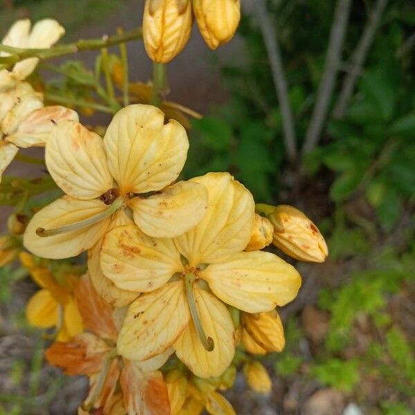 Senna Hayesiana Care Guide: Water, Soil & Propagation - Plantiary