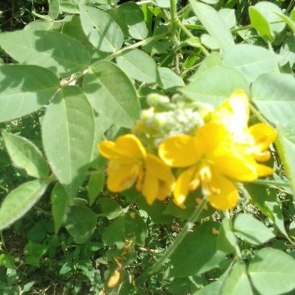 Woolly Senna (Senna Hirsuta) Plant Care & How to Grow, Water