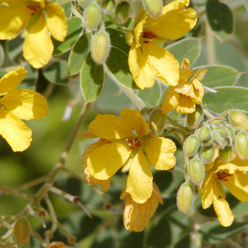 Senna Lindheimeriana Plant Care & How to Grow, Water