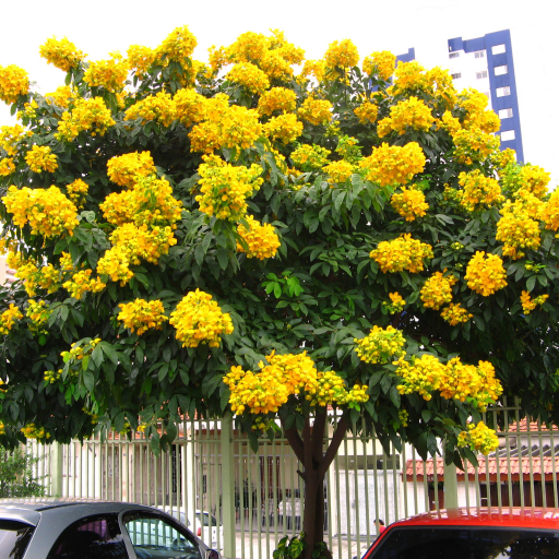 Senna Macranthera Care Guide: Water, Soil & Propagation - Plantiary