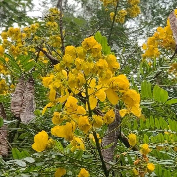 False Sicklepod (Senna Multijuga) Plant Care & How to Grow, Water