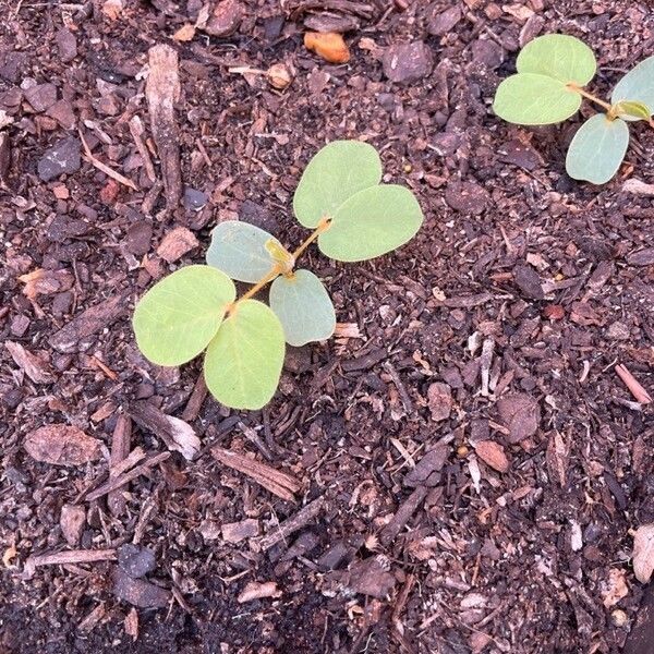 Senna Notabilis Plant Care & How to Grow, Water