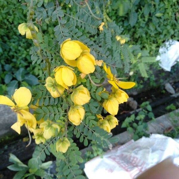 Senna Pallida Plant Care & How to Grow, Water