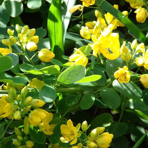 Easter Cassia (Senna Pendula) Plant Care & How to Grow, Water