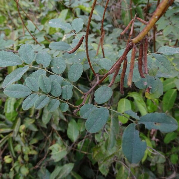 Senna Podocarpa Plant Care & How to Grow, Water