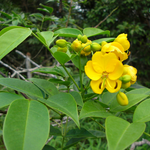 Arsenic Bush (Senna Septemtrionalis) Plant Care & How to Grow, Water