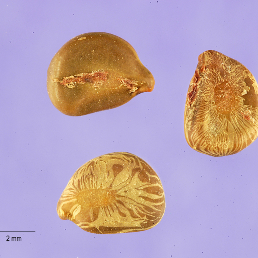 Algarrobilla (Senna Sophera) Plant Care & How to Grow, Water