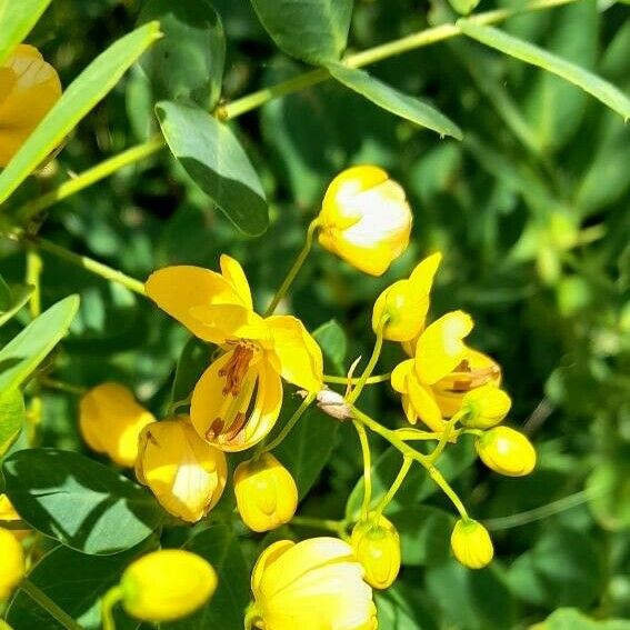 Senna Subulata Plant Care & How to Grow, Water