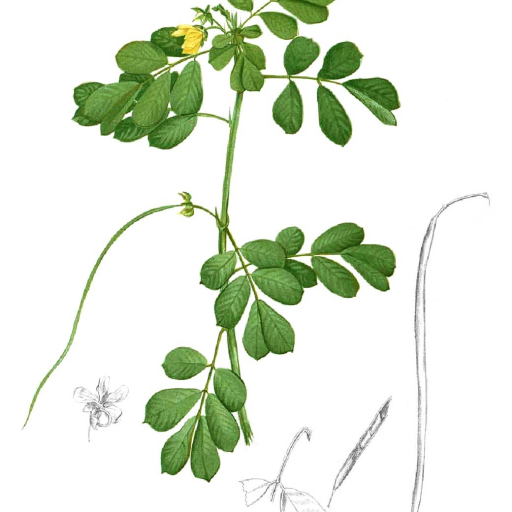 Sickle Senna (Senna Tora) Plant Care & How to Grow, Water