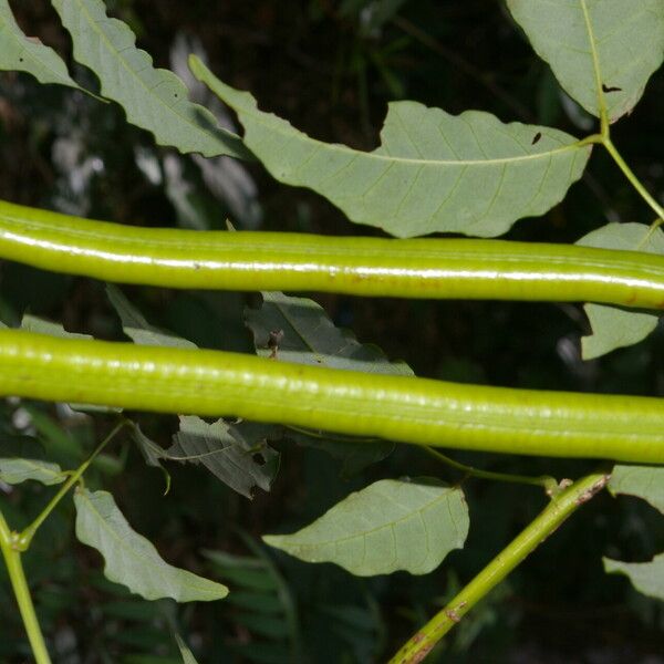 Senna Undulata Plant Care & How to Grow, Water