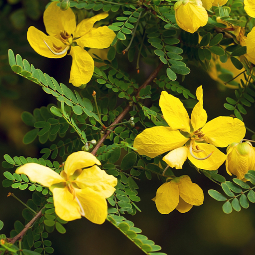 Senna Plant Care & How to Grow, Water